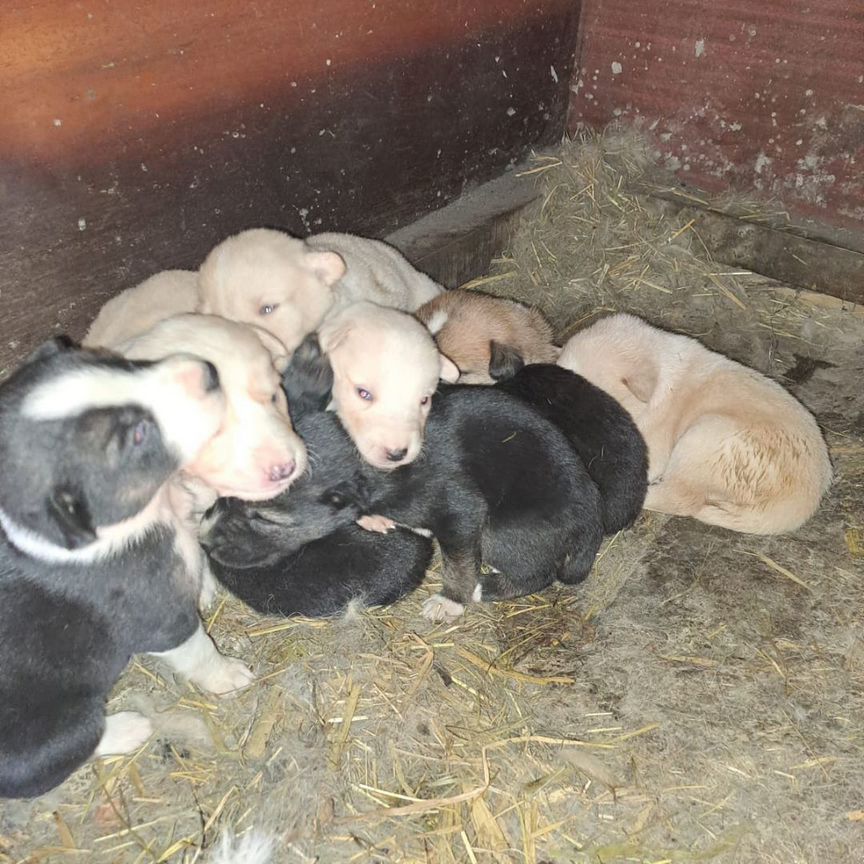 Щенки лайки