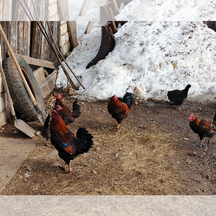 Продам петуха