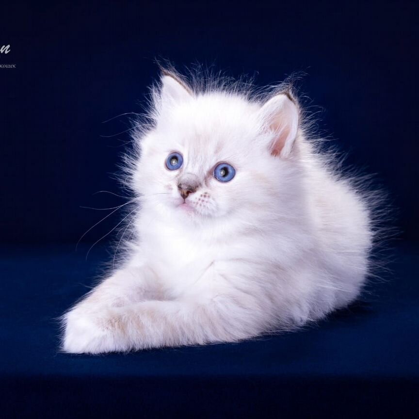Котята Регдолл