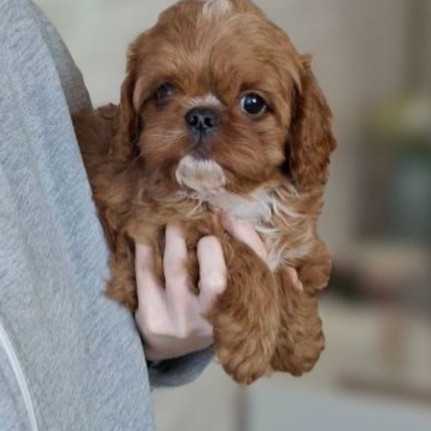 Мальтипу, щенок