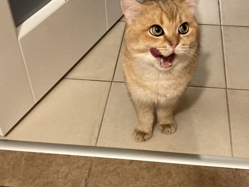 Кот на вязку Симба