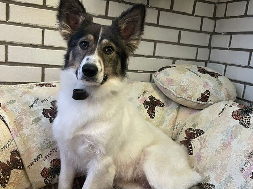 Собака ищет дом