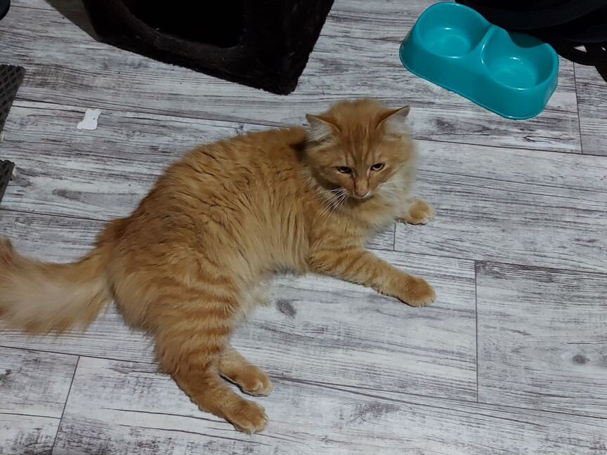 Котик в добрые руки