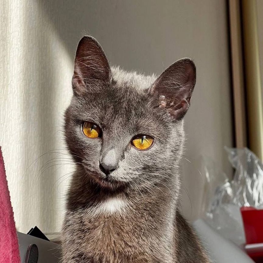 Кошка ищет дом