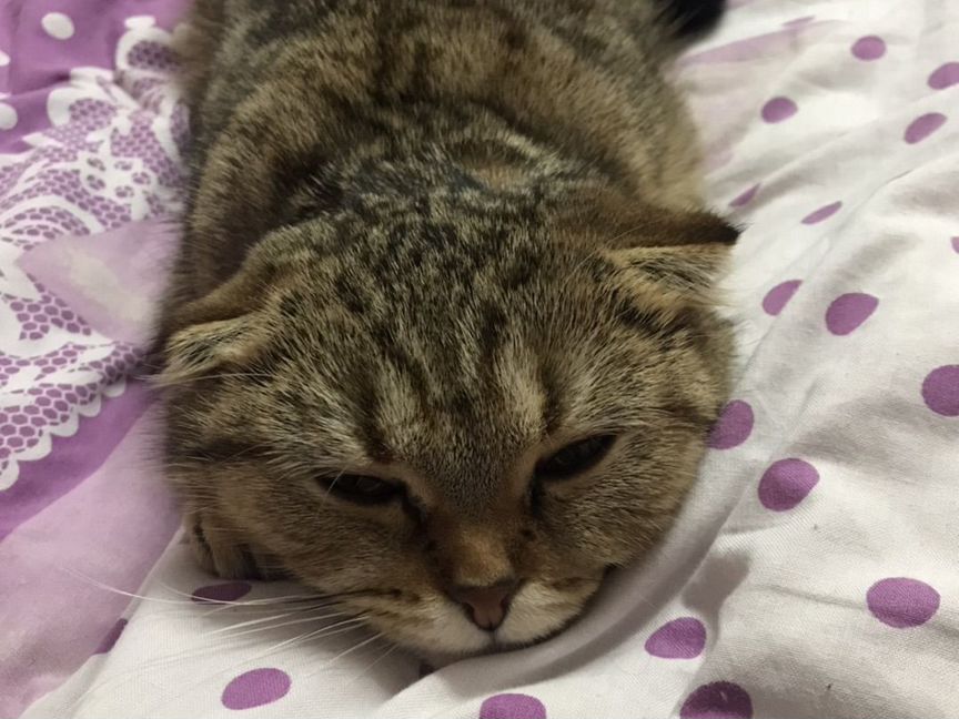 Шотландская вислоухая кошка вязка