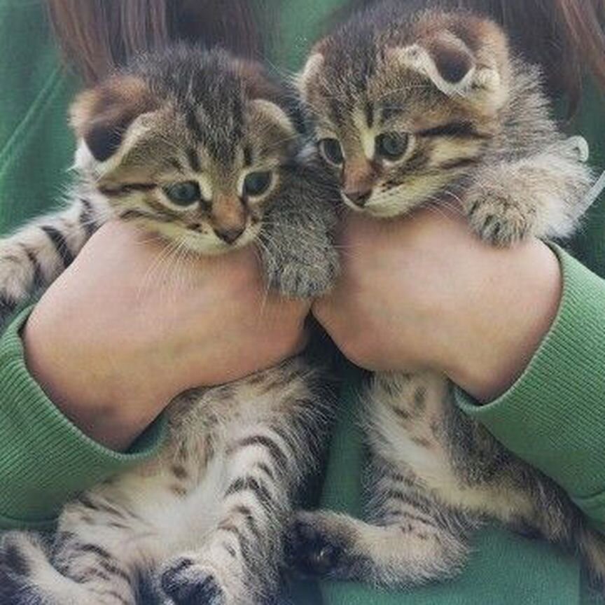 Шатланские котята