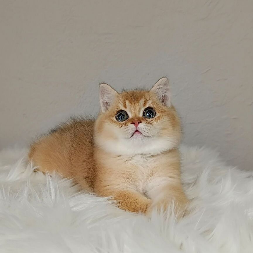 Золотой мальчик SFS 71 ny11