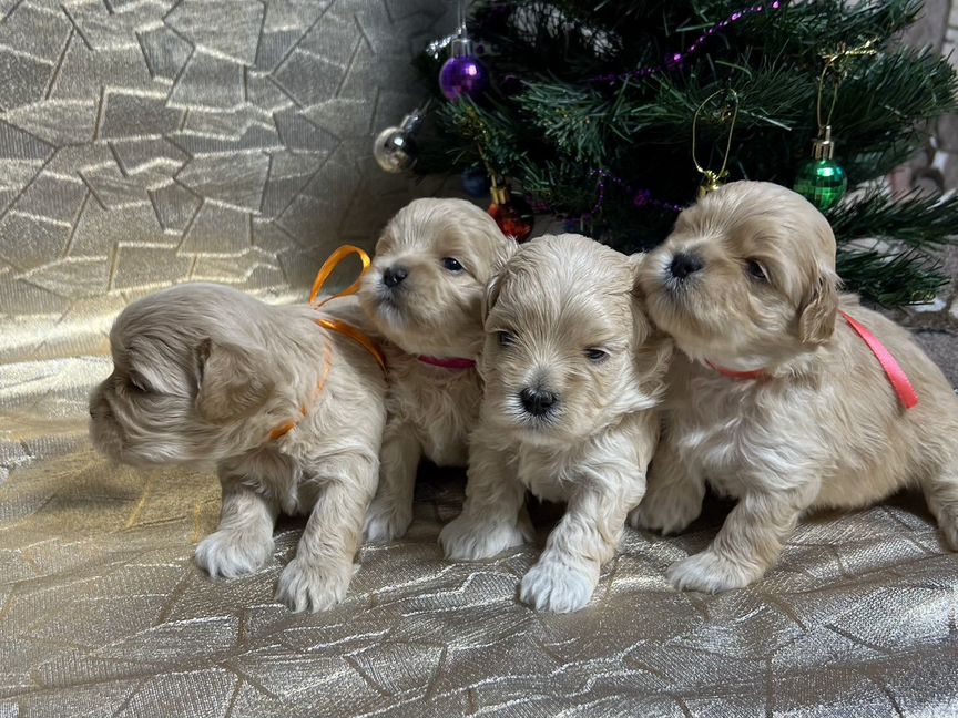 Щенки мальтипу F1