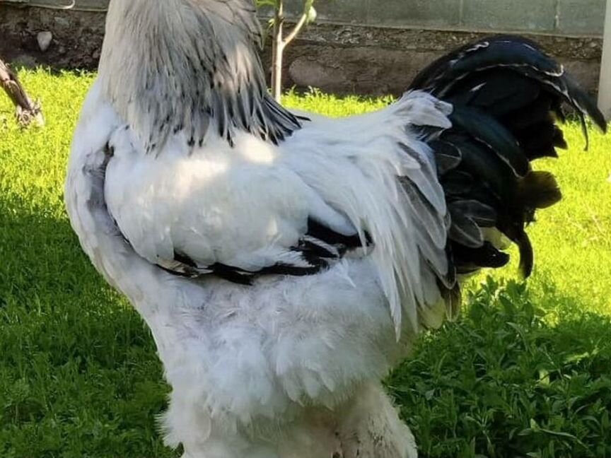 Петух Брама Колумбиец