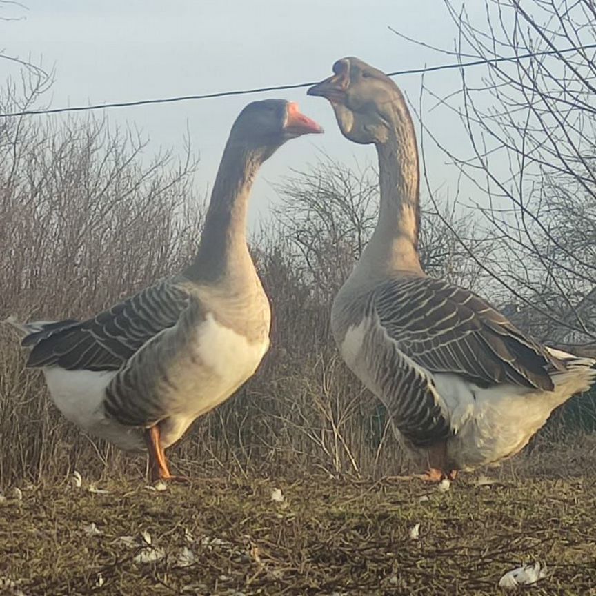 Холмогорские гуси