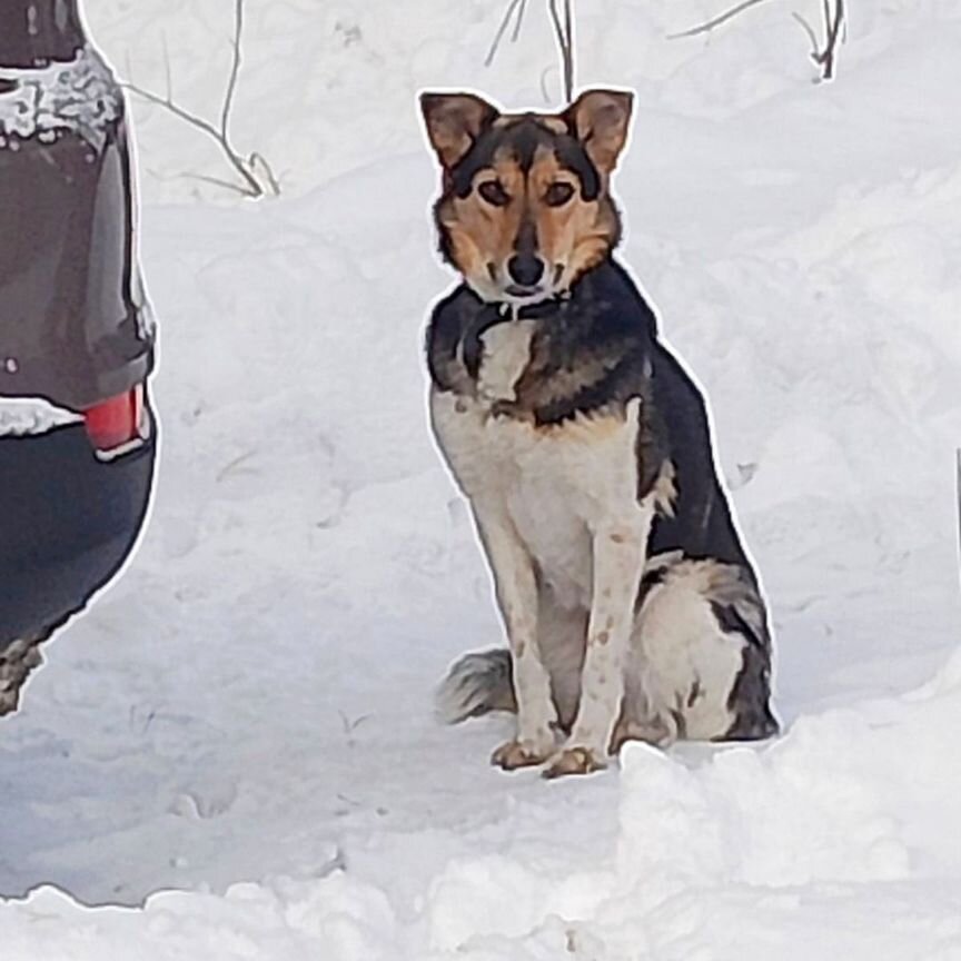 Добрейшей собачке некуда идти, спит на снегу