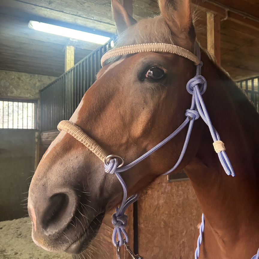 Сайдпул для лошади