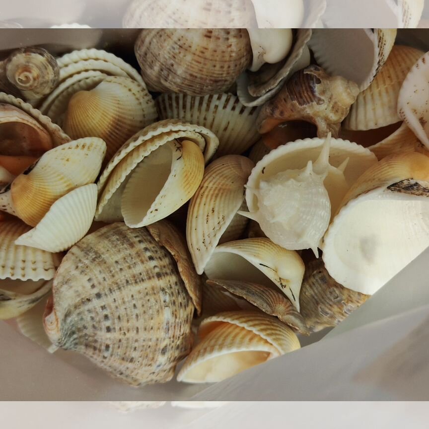 Морские ракушки разные