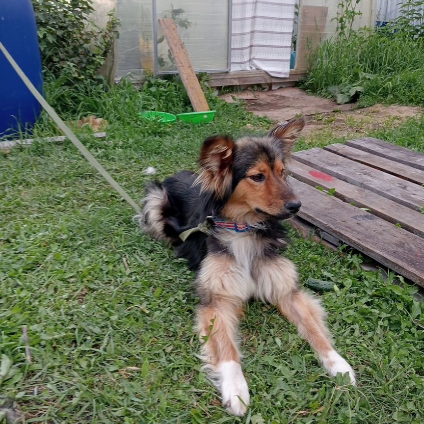 Отдам в добрые руки