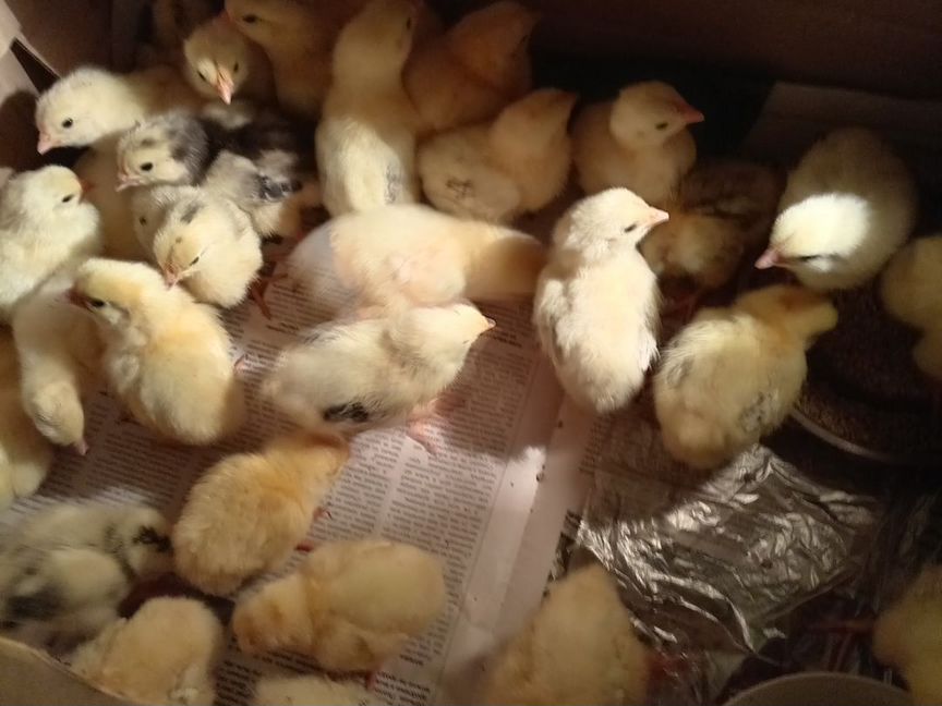 Продам циплят несушек