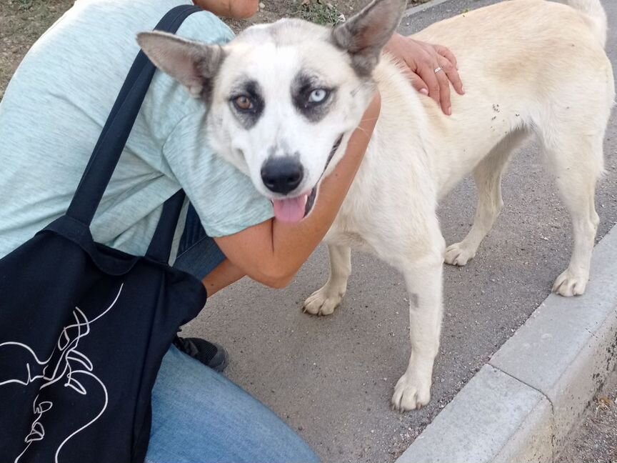 Собака в добрые руки отдам бесплатно