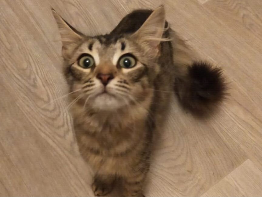 Котята в добрые руки приучены к лотку