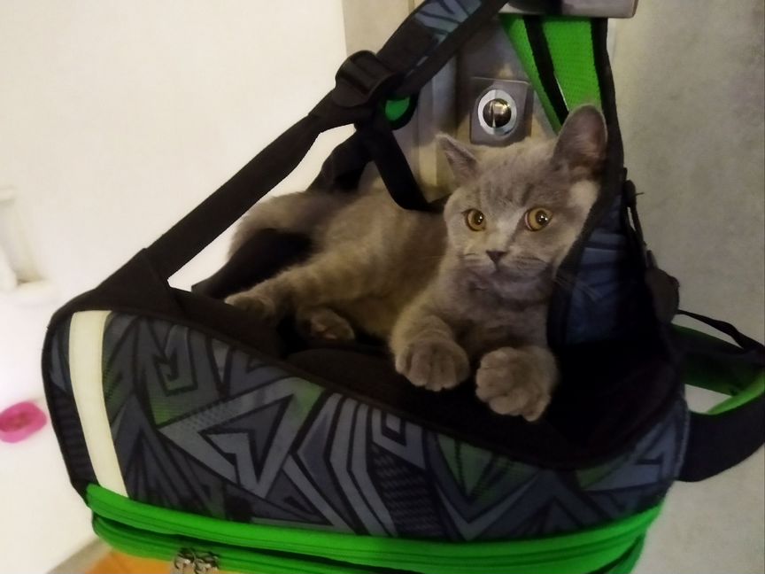 Британский котенок