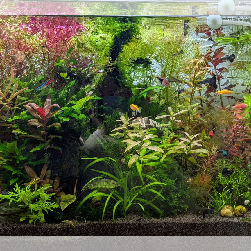 Аквариумные растения. Улитки Ампулярии-Спикси