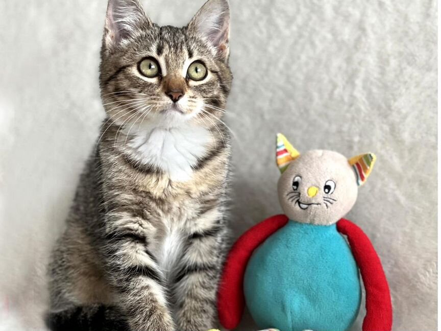 Очаровательный котенок Мурочка в добрые руки