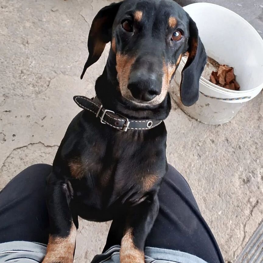 Собака в добрые руки