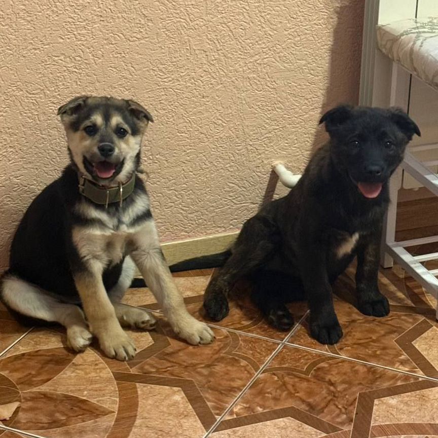 Щенок в добрые руки