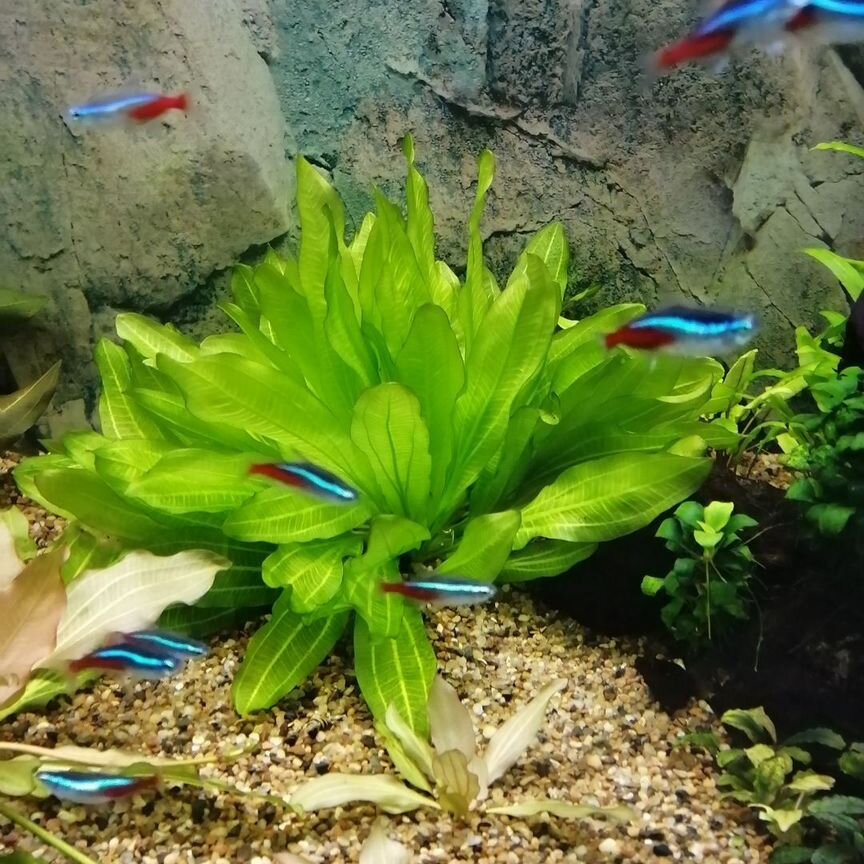 Эхинодорусы