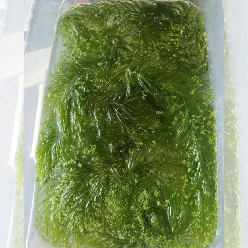 Роголистник в аквариум