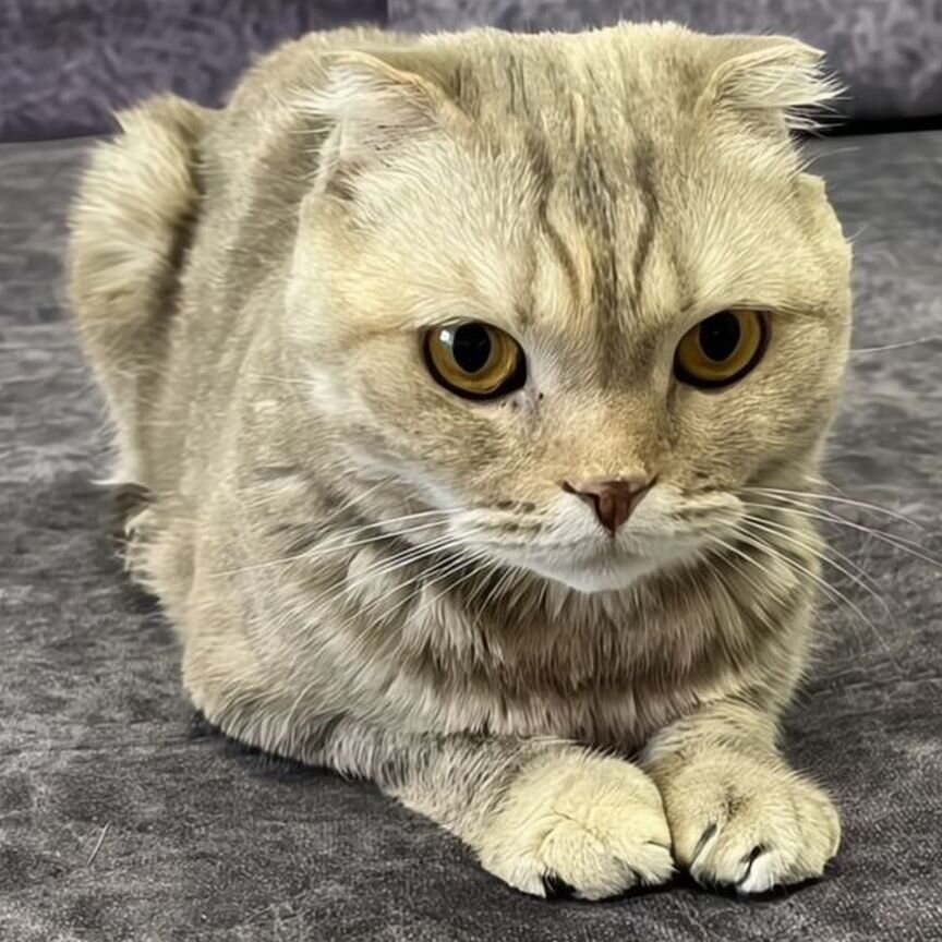 Шотландский вислоухий короткошёрстный котёнок