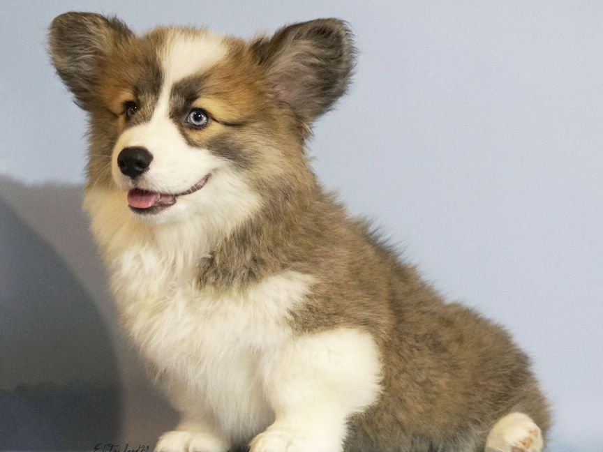 Красивый флаффи пемброк