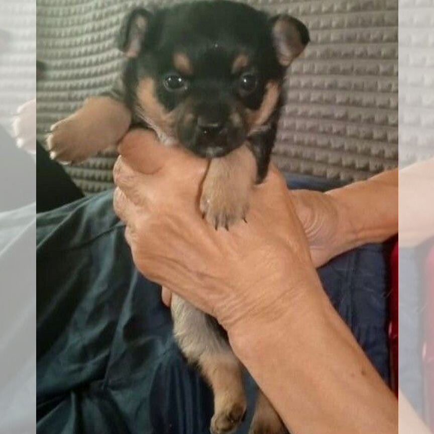 Щенки помчи