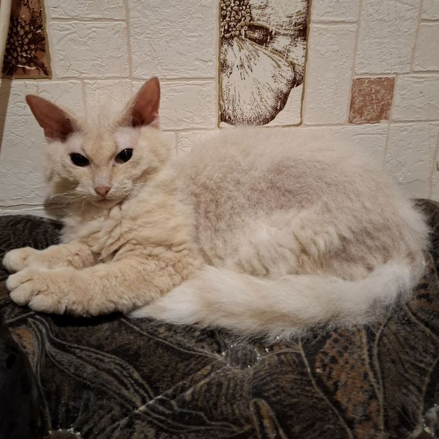 Корниш-рекс котёнок