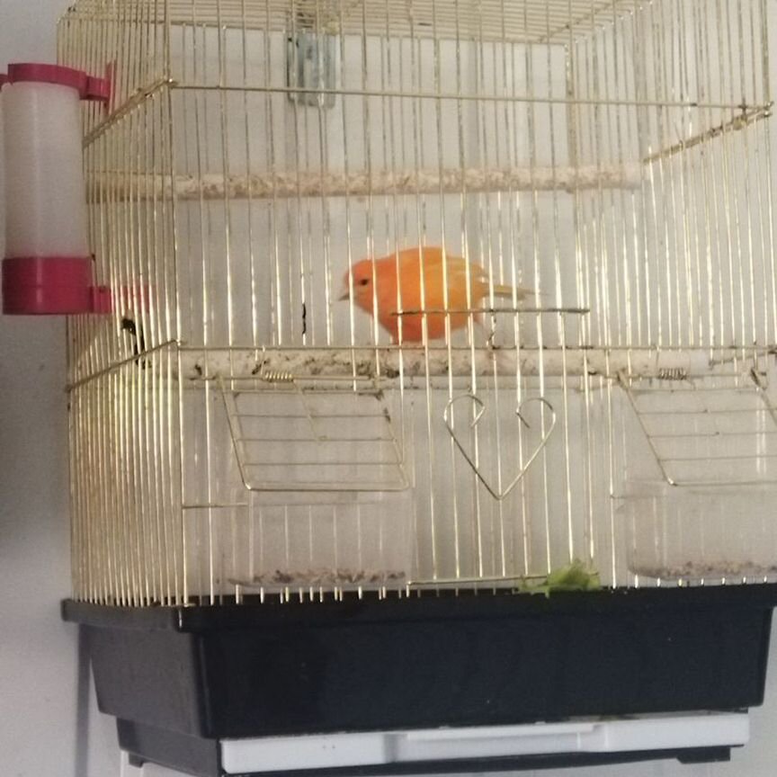 Продаётся Кеноры