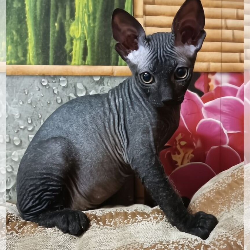 Канадский сфинкс котёнок