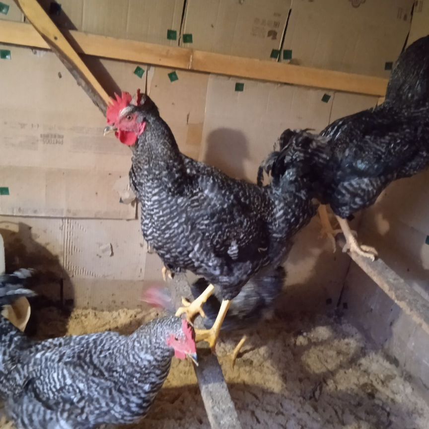 Петушки доминанты