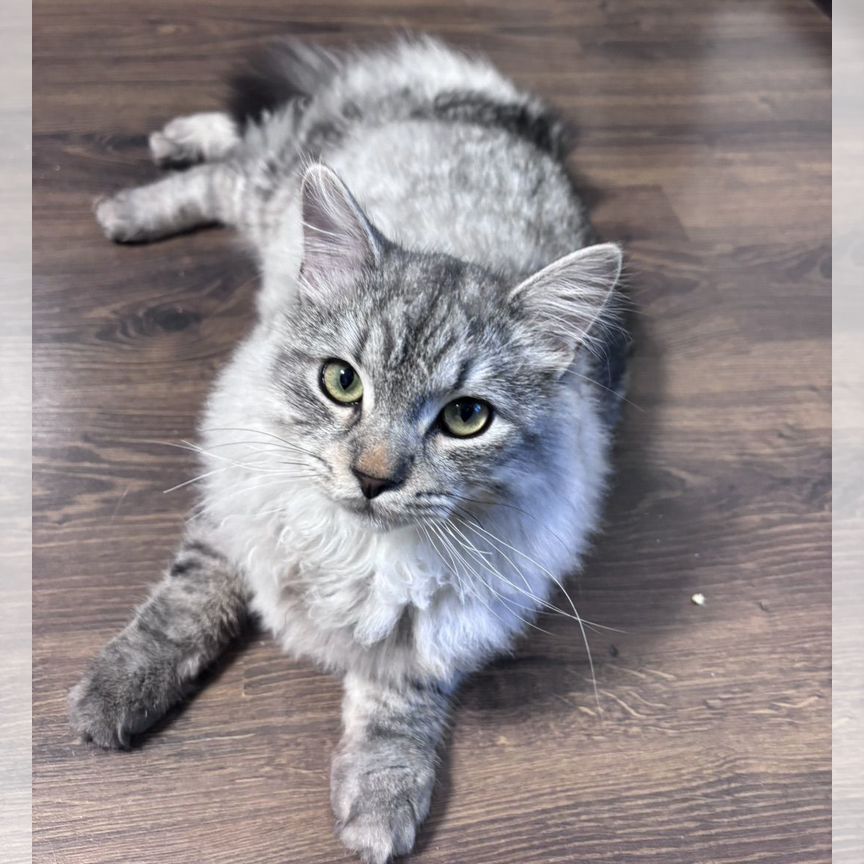 Сибирский котёнок