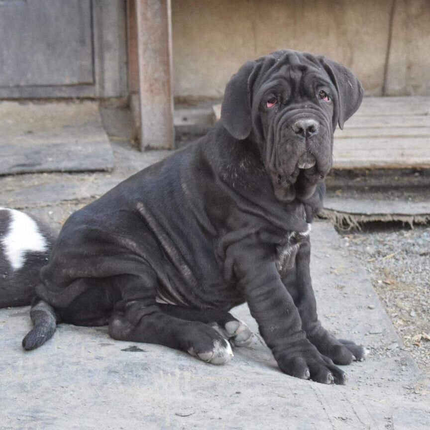 Мастино (неаполитанский мастиф)