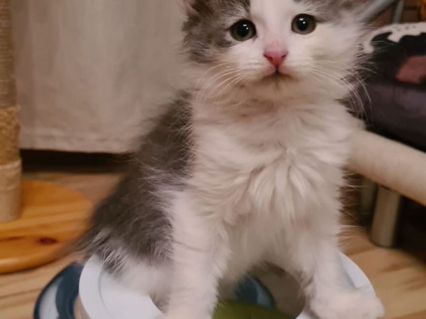 Котодетки 2.5 мес