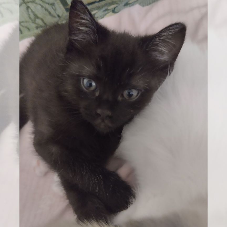 Котёнок в добрые руки