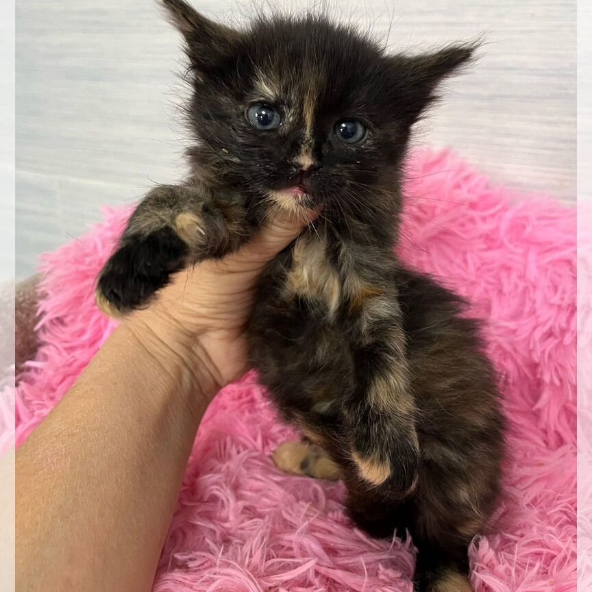 Котенок девочка 1,5 мес