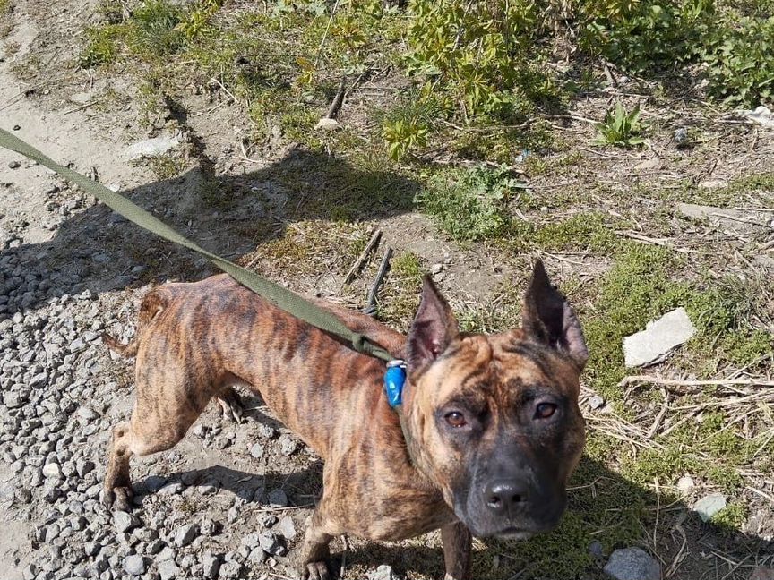 Стаффордширский терьер