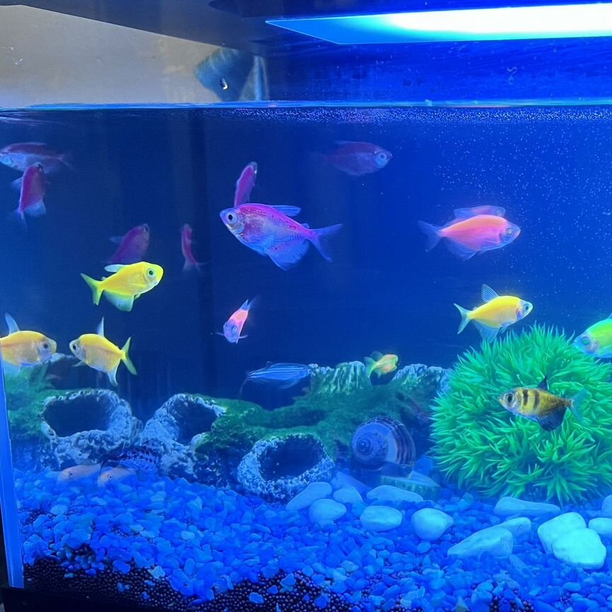 Аквариумные рыбки бесплатно