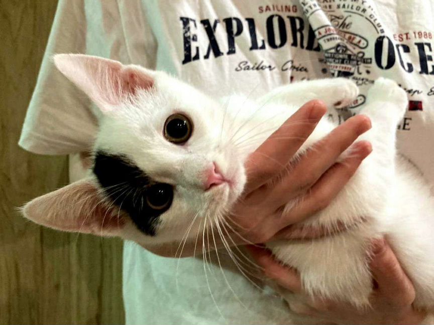 Белый котёнок