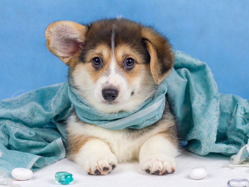 Вельшкорги Пемброк Девочки и Мальчики