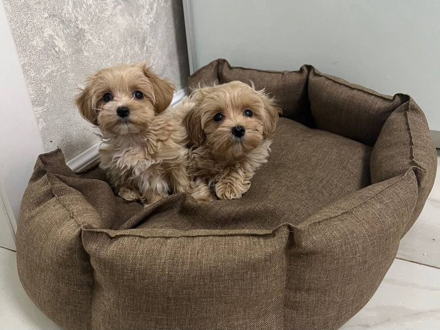 Мальтипу ф1 мини и микро малыши