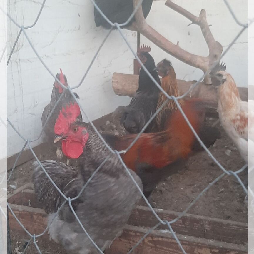 Петух