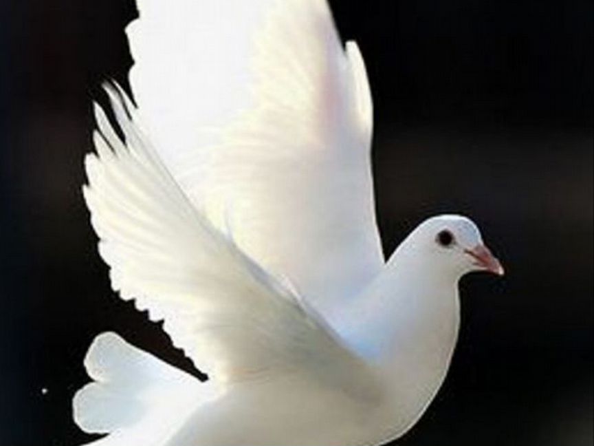 Голуби на свадебный выпуск