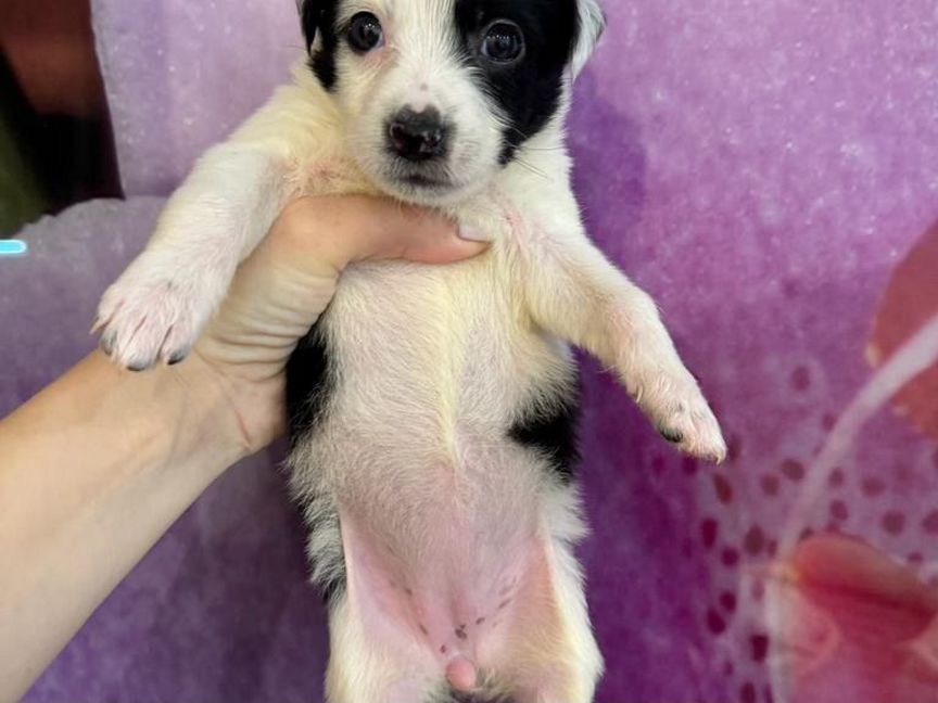 Щенок в добрые руки