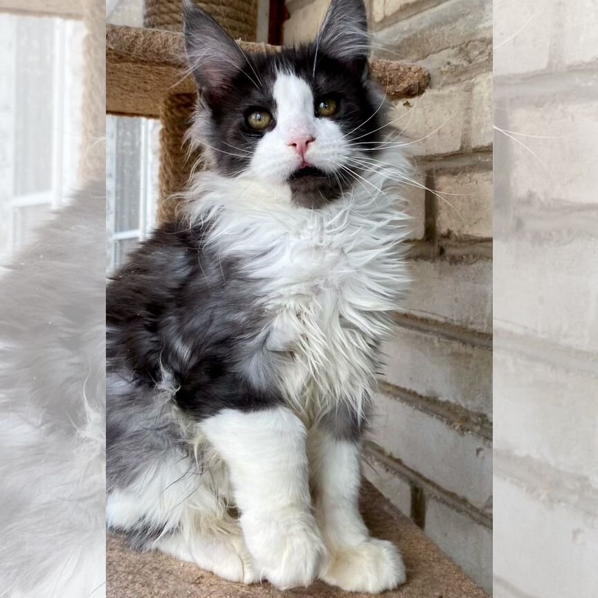 Крупный, добрый котенок