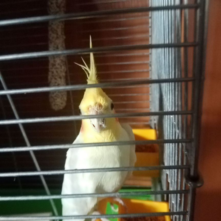 Попугай корелла птенец